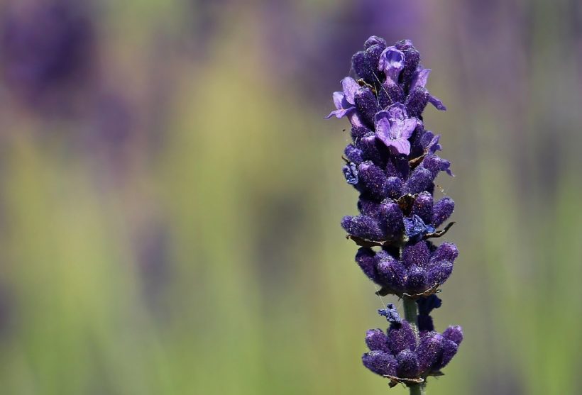 4 odmiany lawendy o ciemnofioletowych kwiatach - Życie zgodne z naturą.