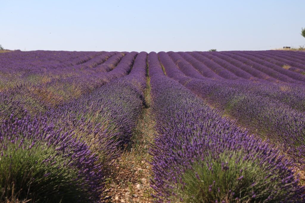 Dochodowe plantacje. Mały areał- duży zysk - Życie zgodne z naturą.