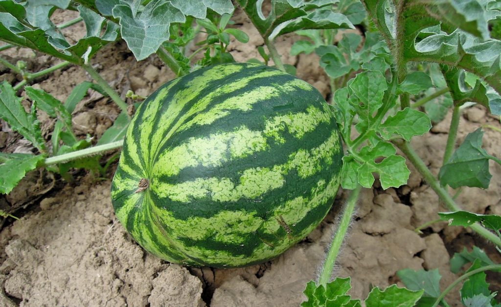 Arbuz- uprawa w polskim ogródku - Życie zgodne z naturą.