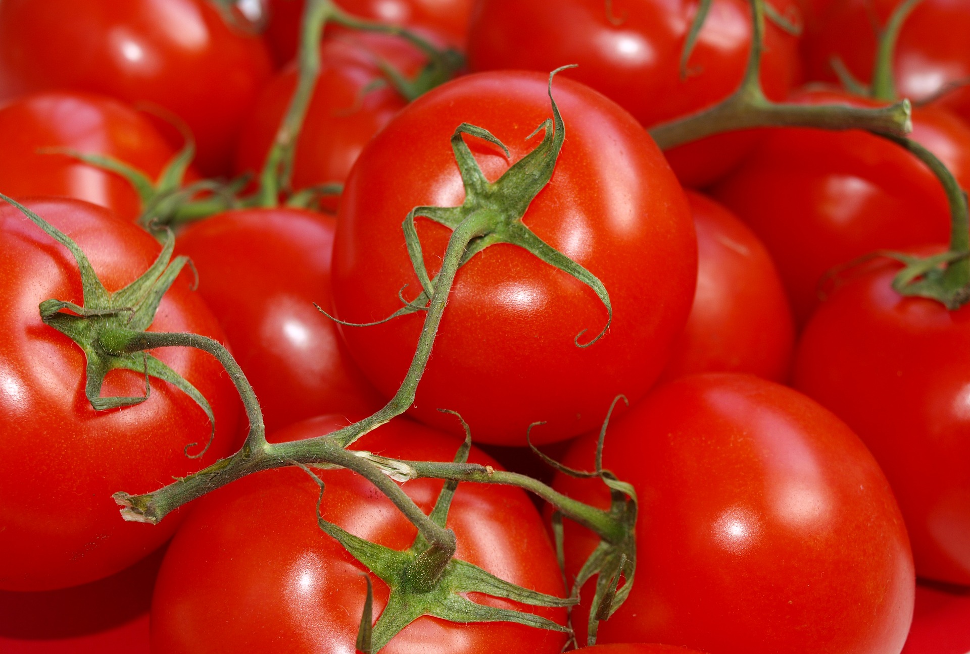 5 najlepszych wczesnych odmian pomidora gruntowego - Życie zgodne z naturą.