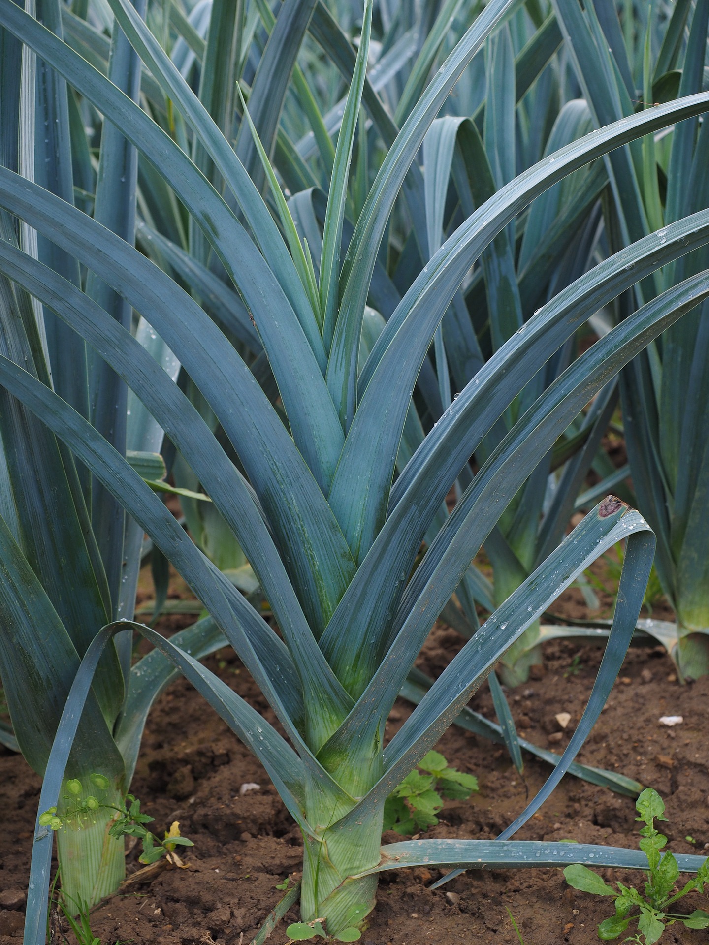 leek-field-694211_1920 - Życie zgodne z naturą.