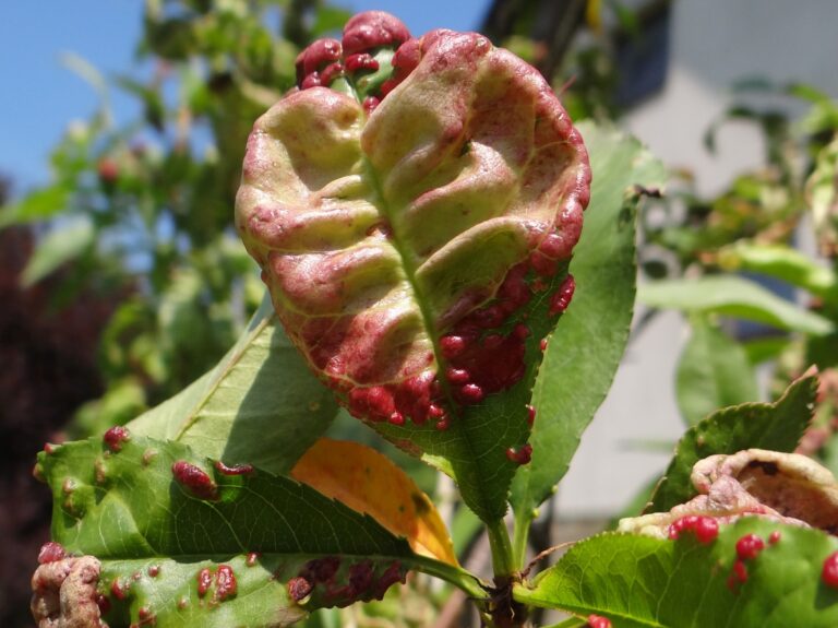 Kędzierzawość liści brzoskwini- czym i kiedy pryskać? termin, oprysk - Życie zgodne z naturą.
